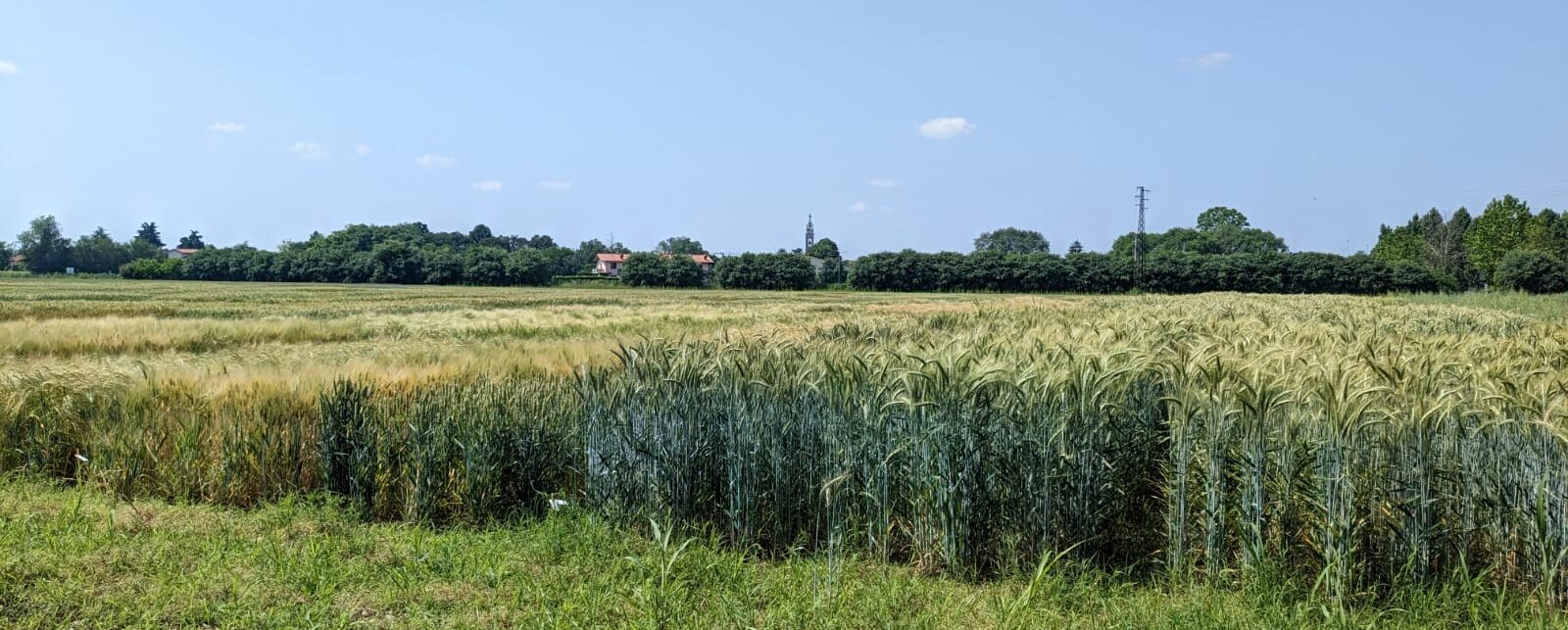 nord micotossine 2024: AL NORD PIU' MICOTOSSINE - Grano Italiano